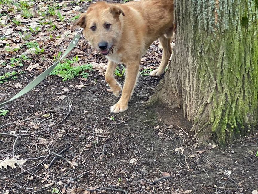 Собака Гриня в добрые руки