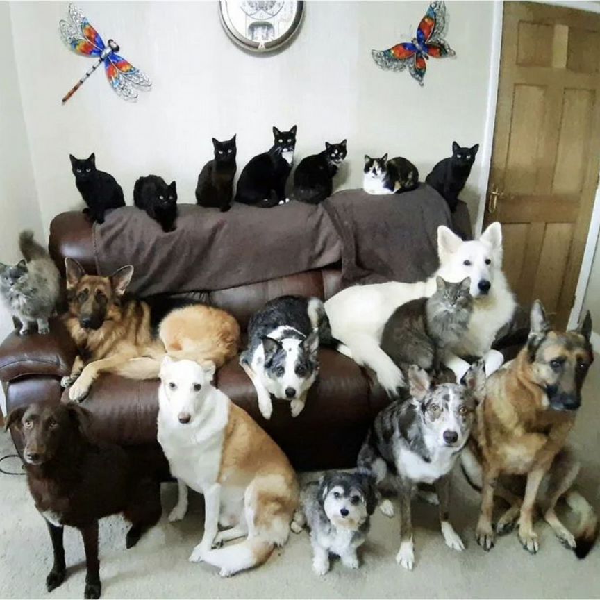 Котята и щенки в добрые руки