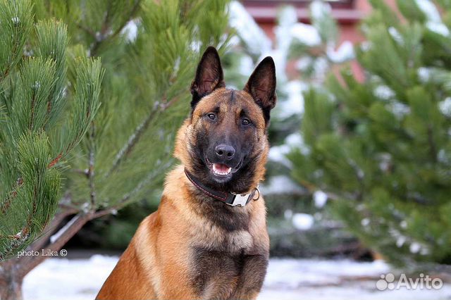 Малинуа бо вязка