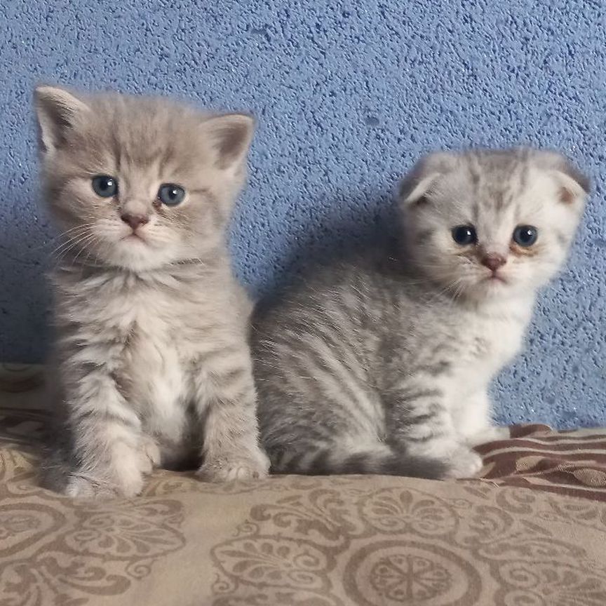Шотландские котята