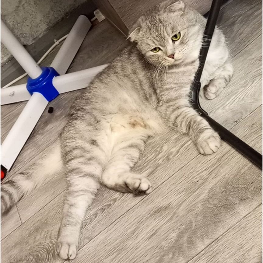 Кот шотландский вислоухий кастрированный