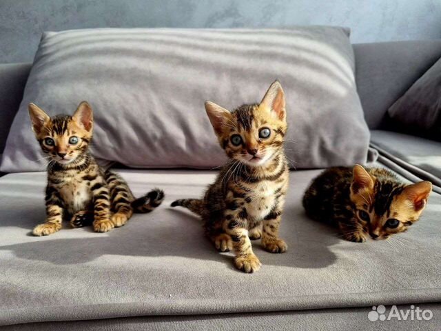 Бенгальские котята