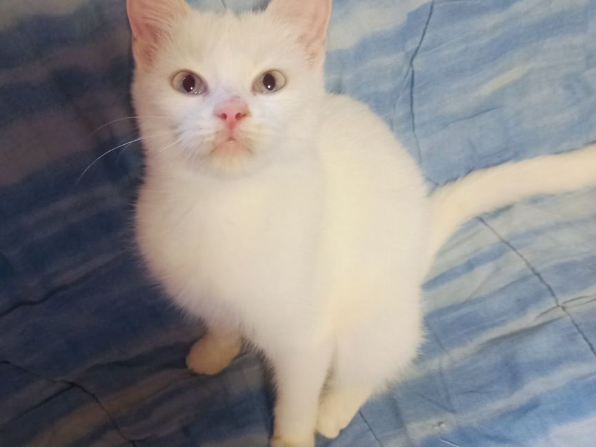 Кошка котенок