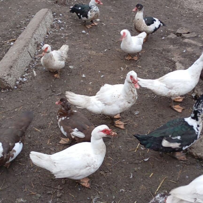 Индоутки домашние