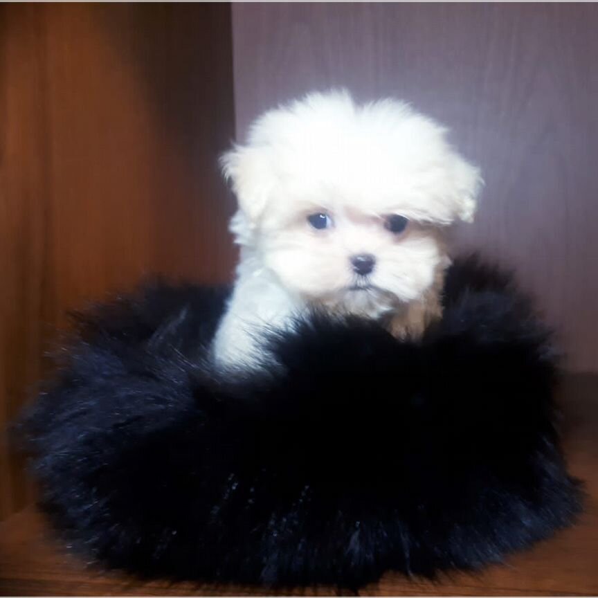 Малыши мальтийской болонки