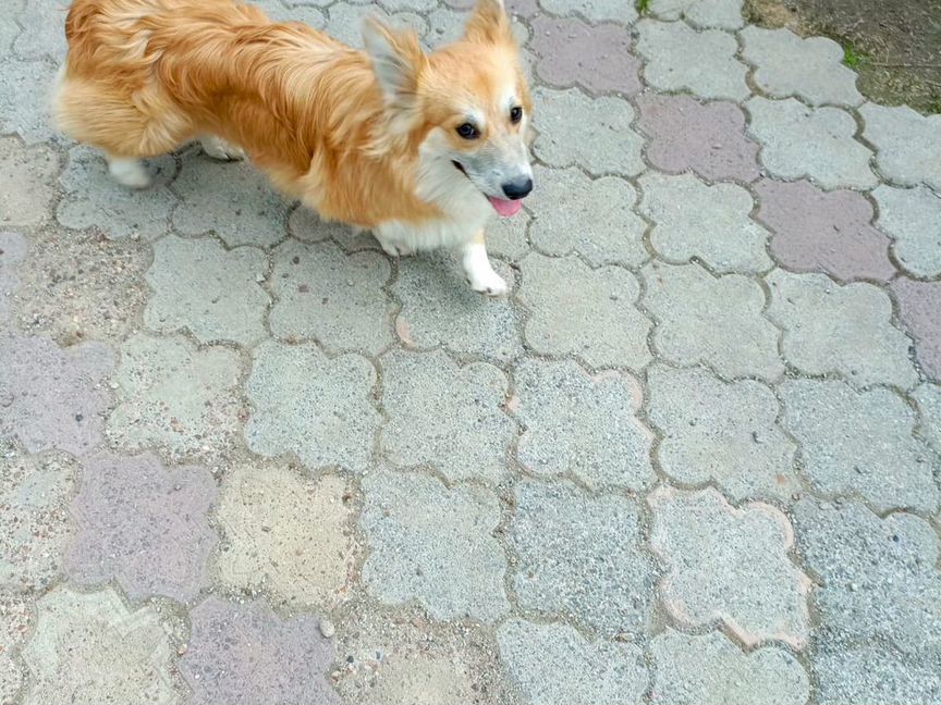 Собака породы Корги