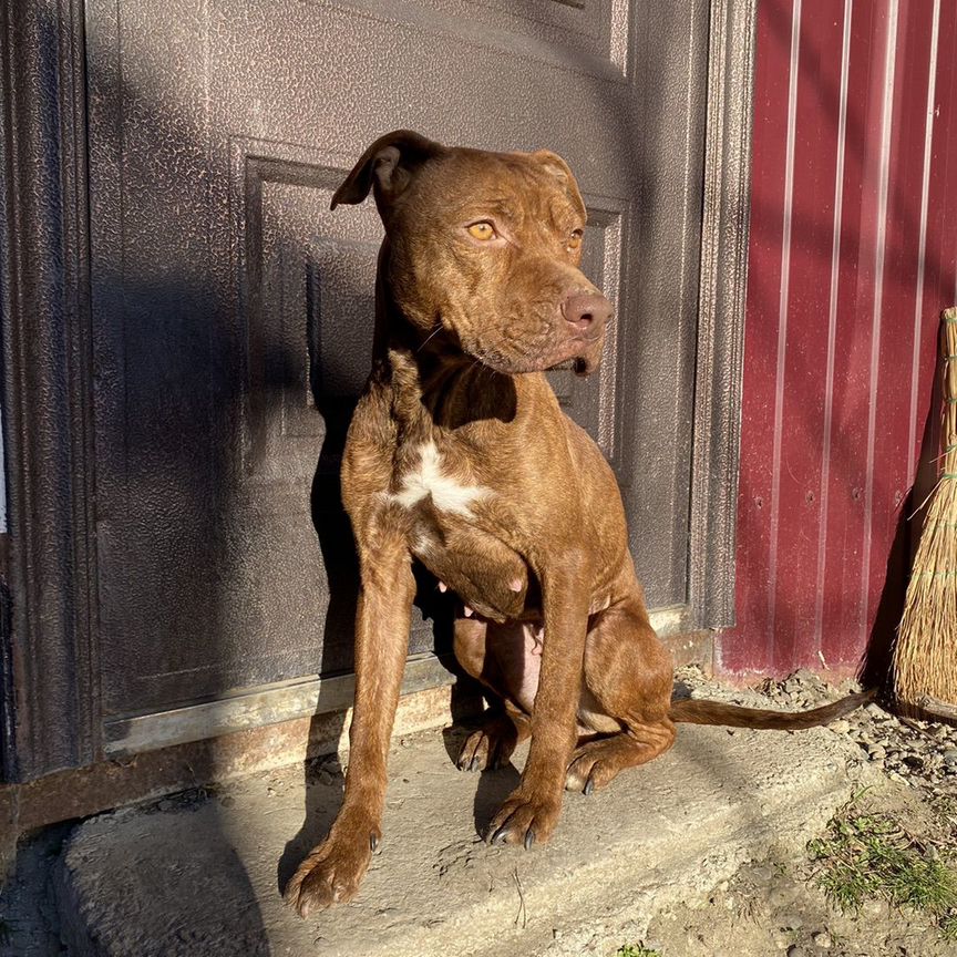 Отдам питбуля бесплатно