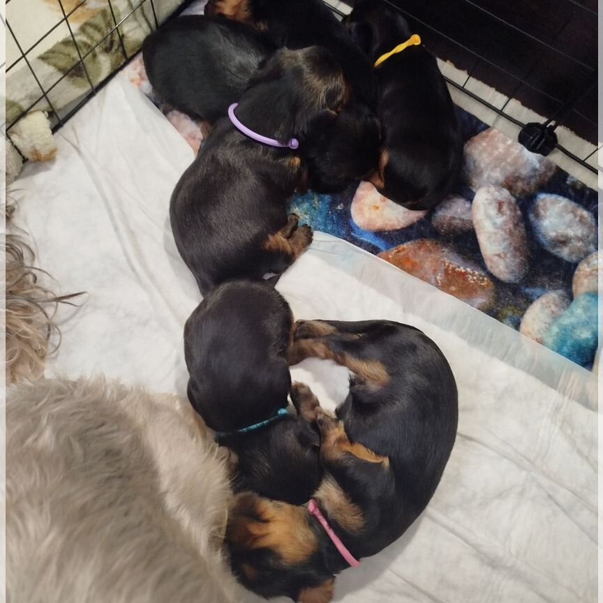 Йоркширский терьер, щенок