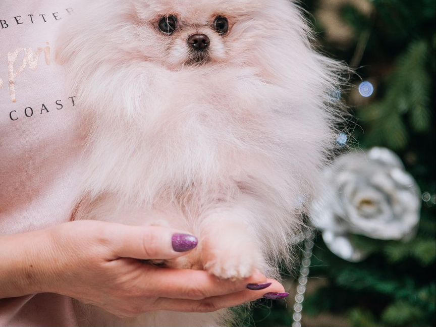 Померанский шпиц детки от крутой пары