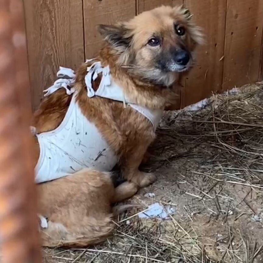 Щенок в добрые руки