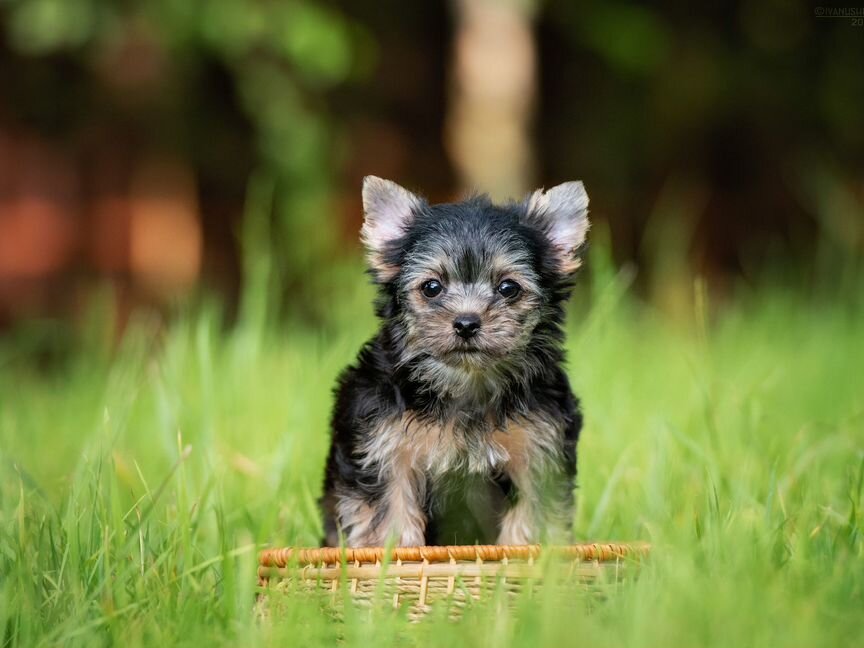 Пальмира / Palmyra (Девочка)