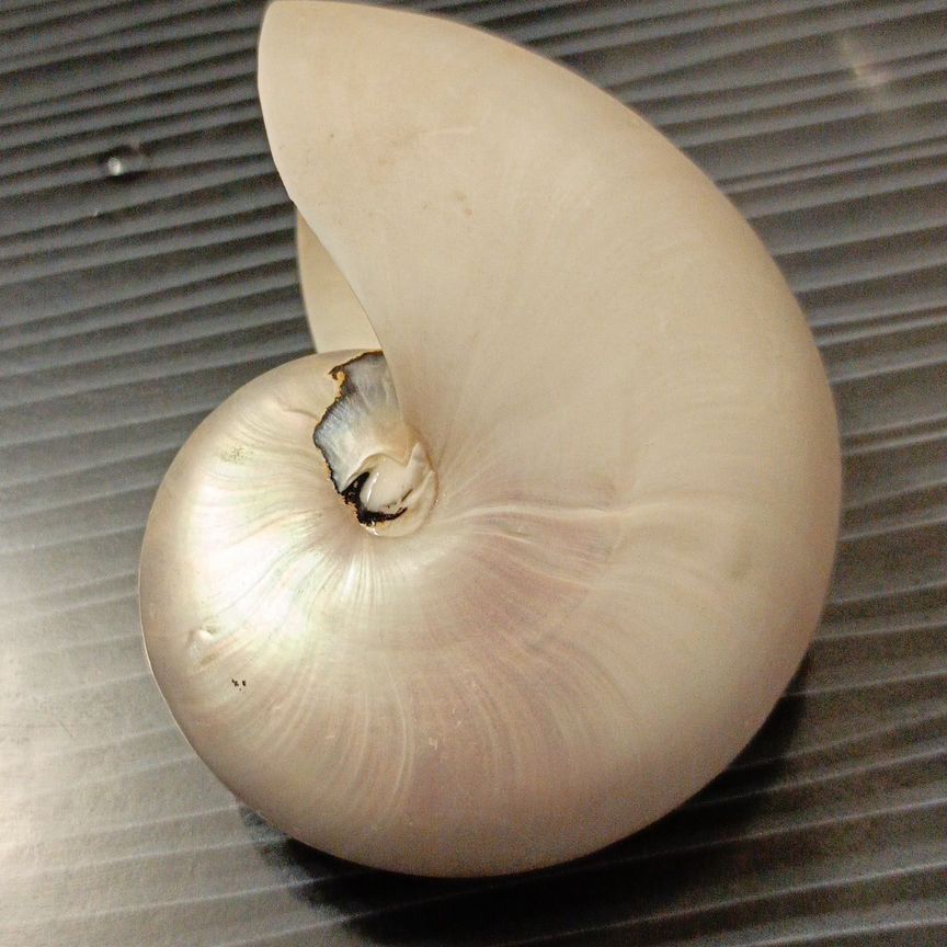 Наутилус ракушка