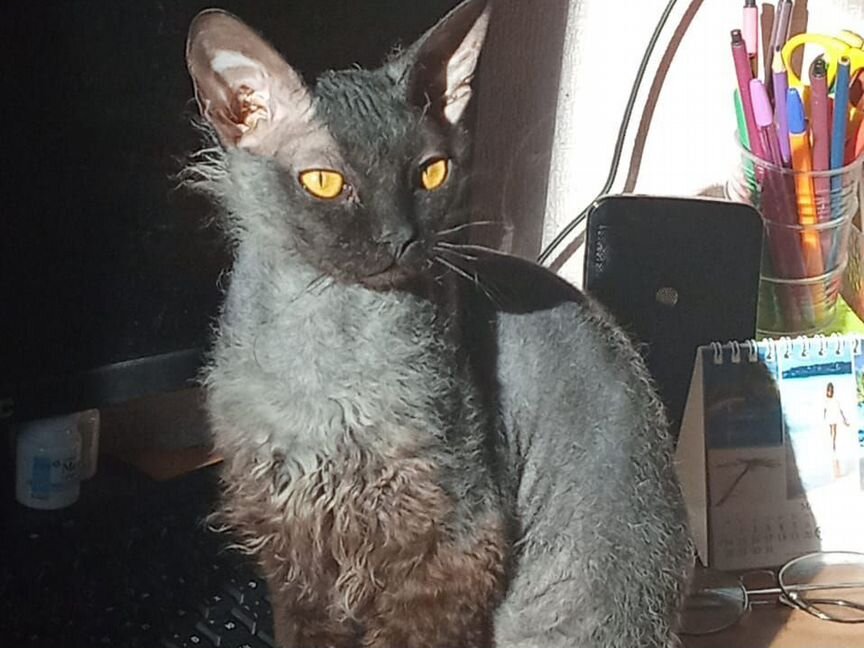 Кошка