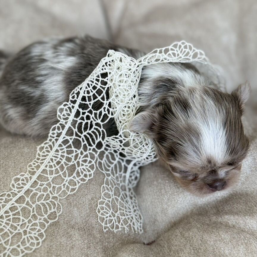 Чихуахуа, щенок