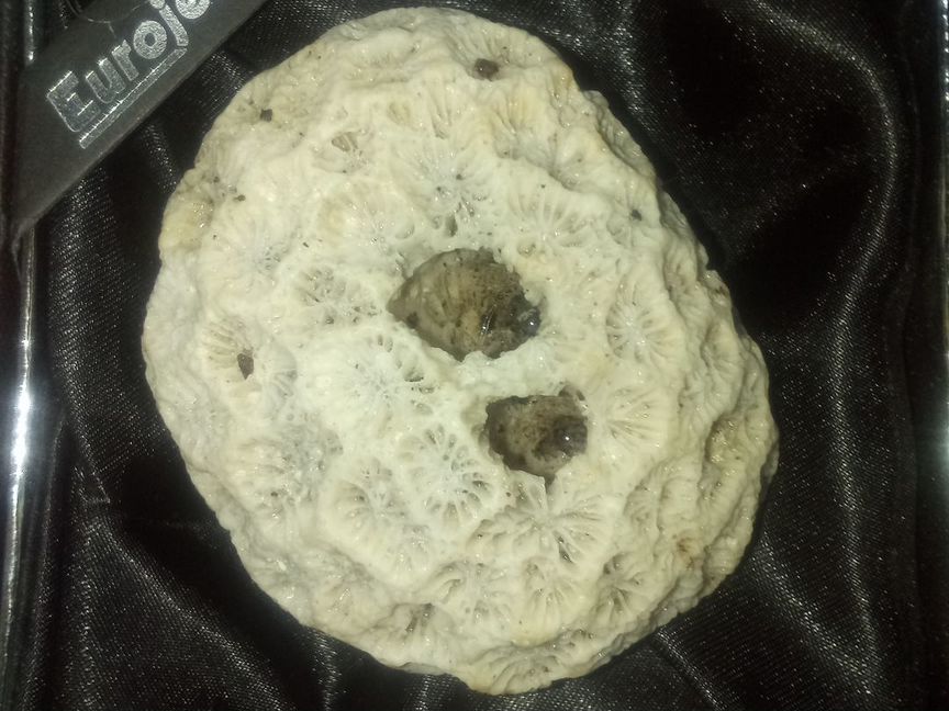 Окаменелость Ругоза коралл Палеозой