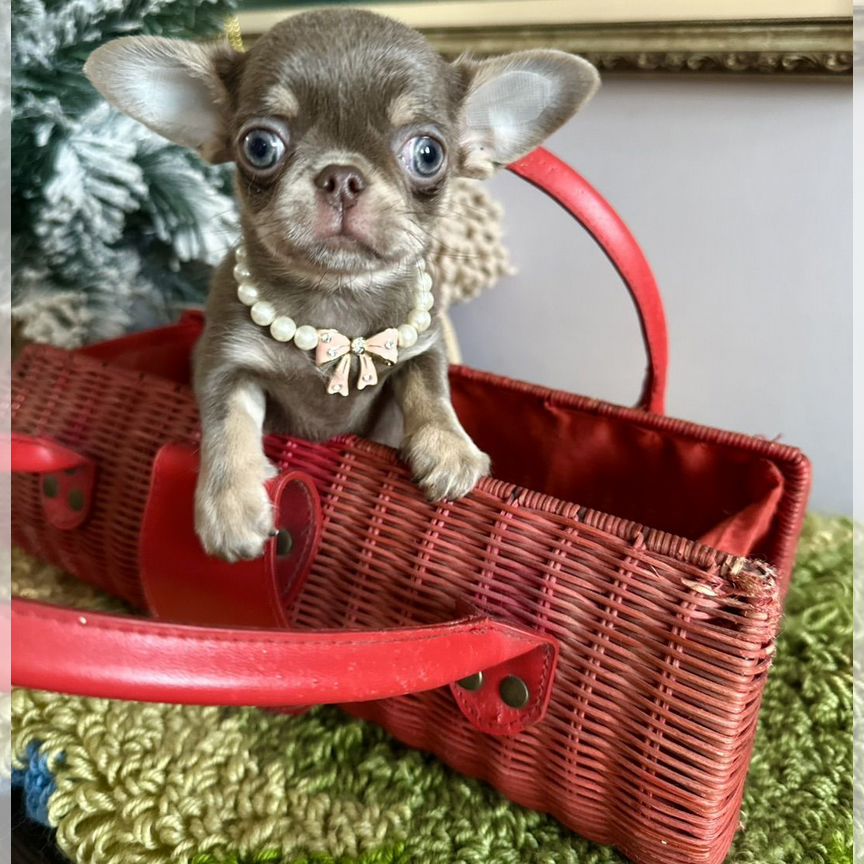 Чихуахуа, щенок