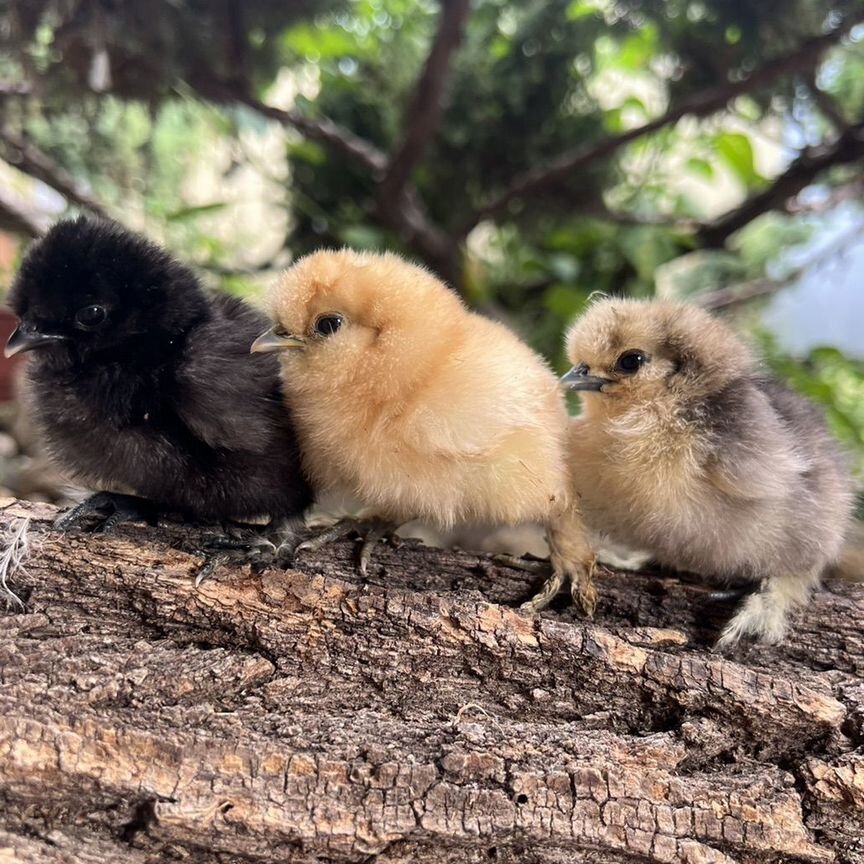 Яйцо Китайских шелковых кур