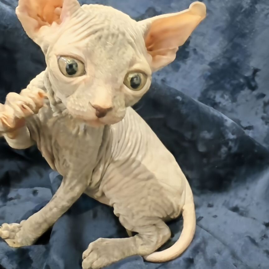 Донской сфинкс котёнок