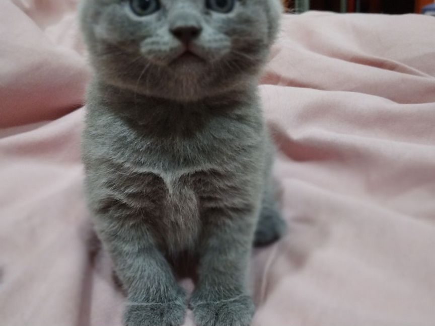 Британские котята