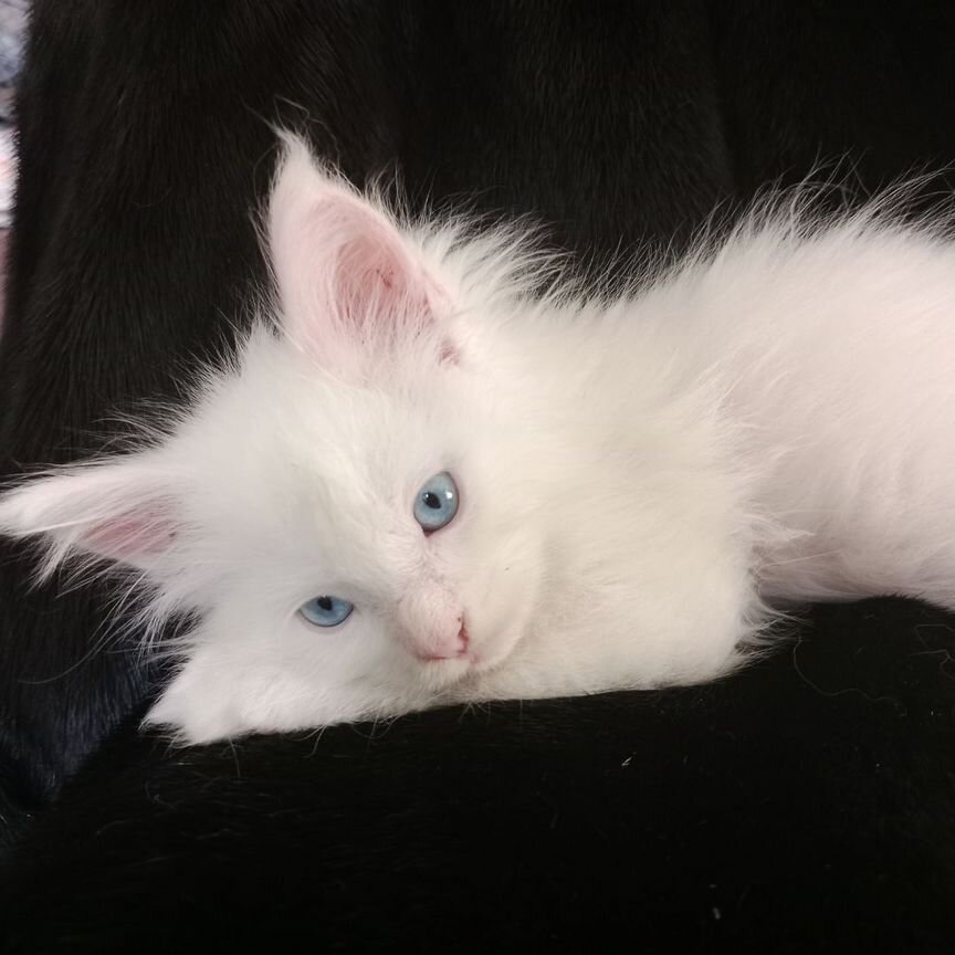 Мейн-кун котёнок