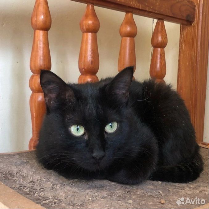 Нора – черная ночь в дар