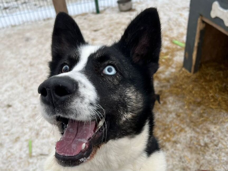 Собака девочка Альма