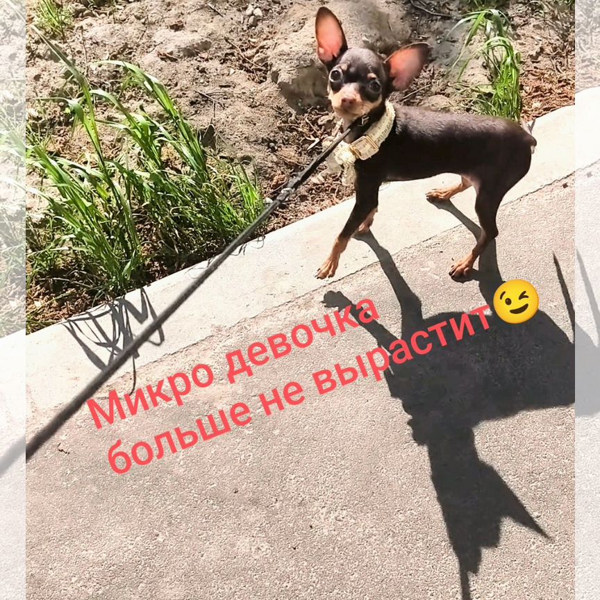Русский той-терьер, щенок