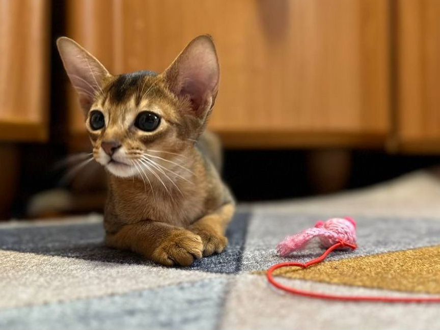 Абиссинский котёнок шоу класс
