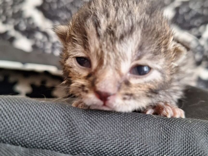 Кормящая кошка. Котята остались сиротам