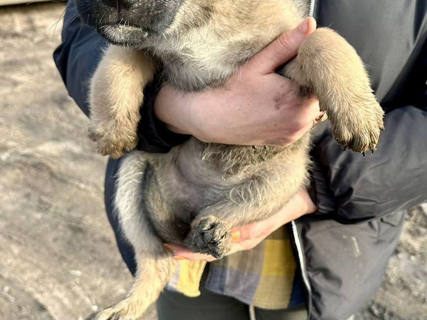 Щенок в добрые руки