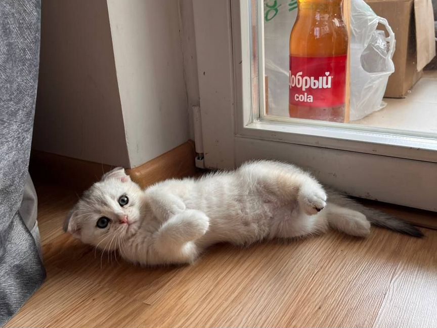 Шотландские вислоухие котята