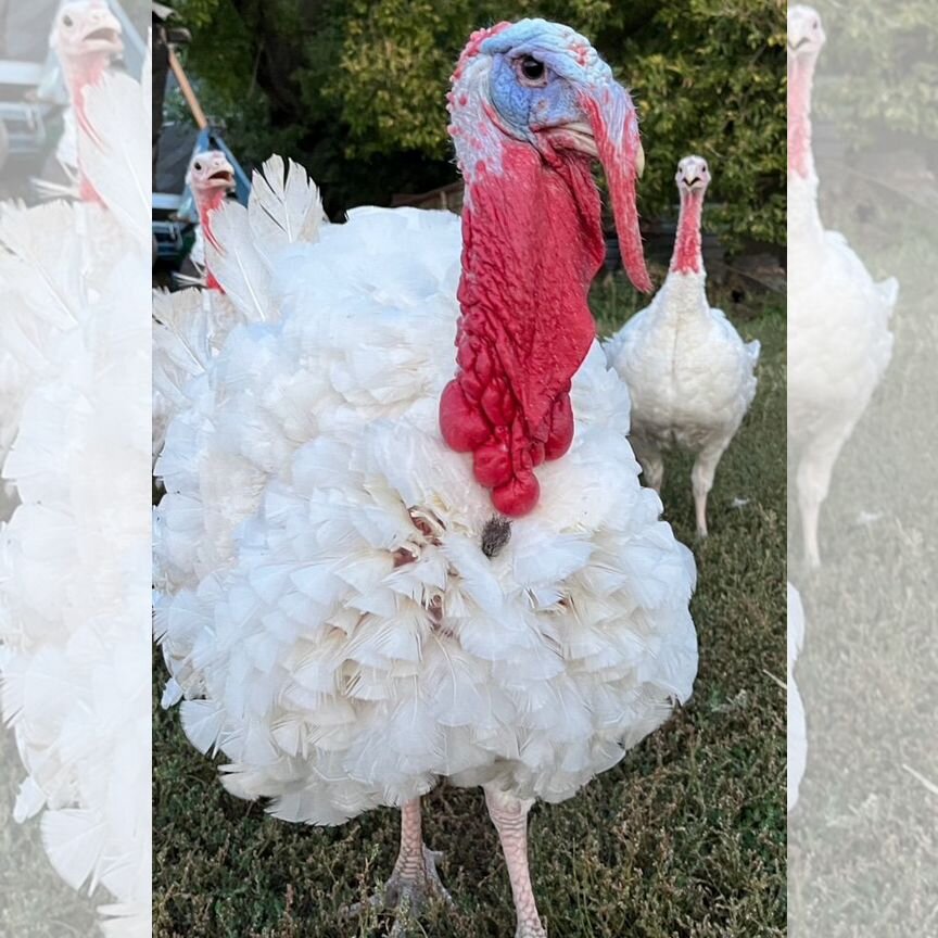 Индюки на мясо