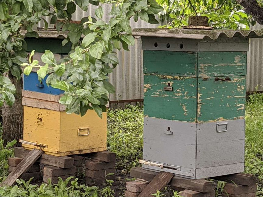 Улей с пчелами