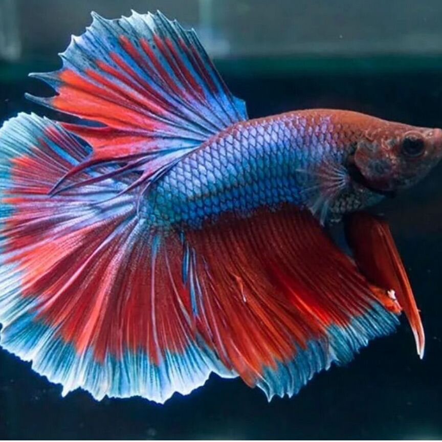 Петушки молодь