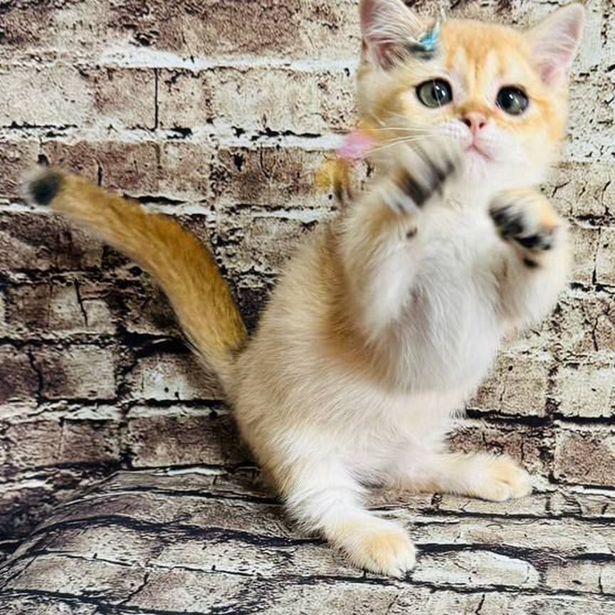 Котята манчкин