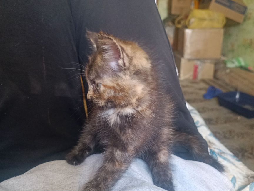 Котенок окраса черепаха,девочка