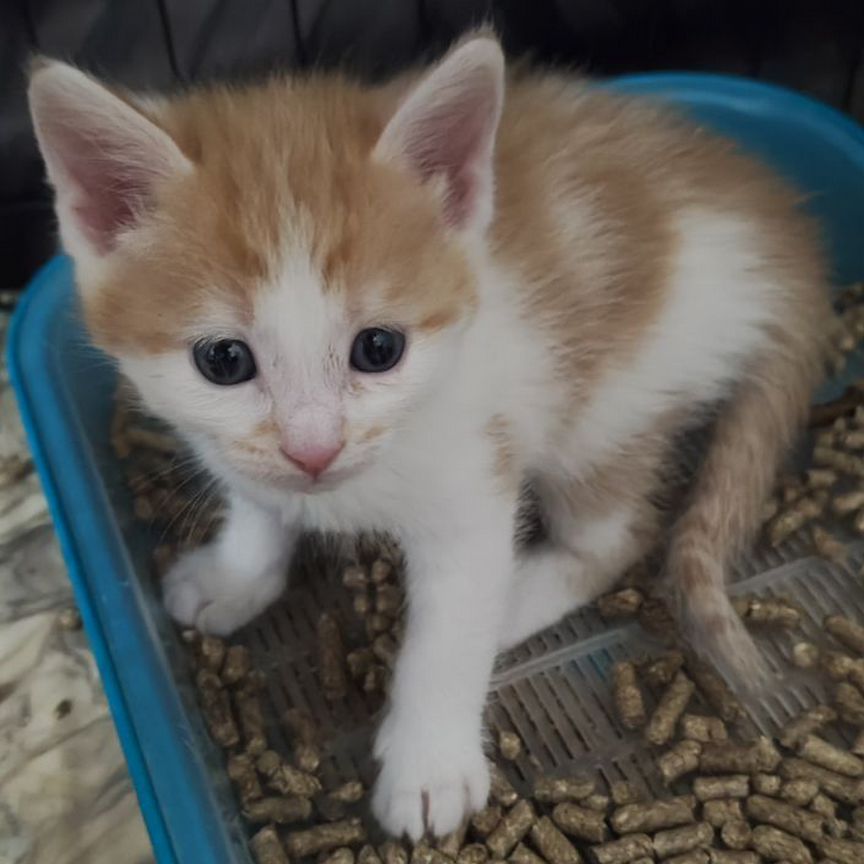 Мейн-кун котёнок