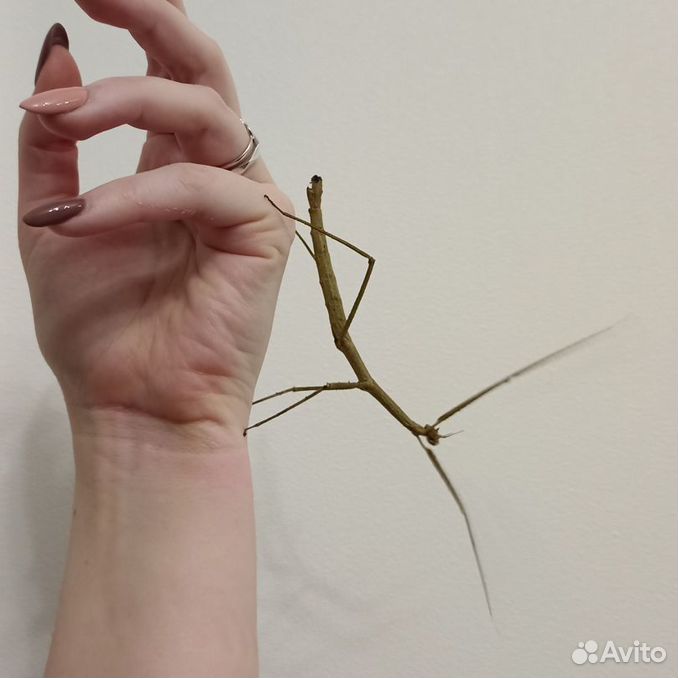 Молодые жуки палочники в добрые руки