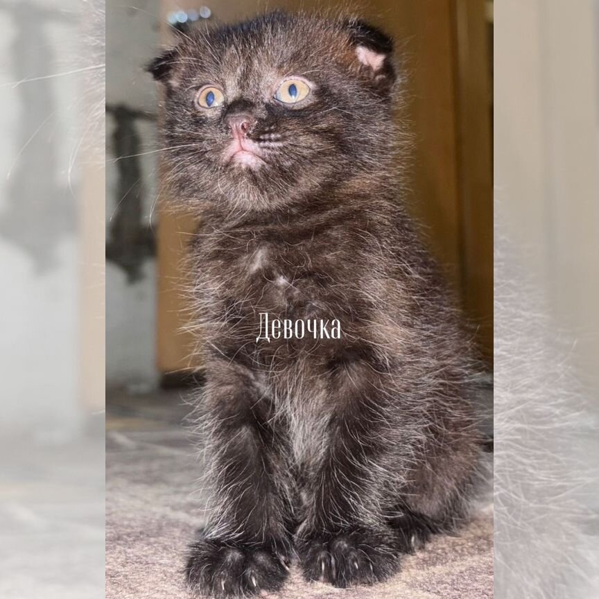 Шотландский вислоухий короткошёрстный котёнок