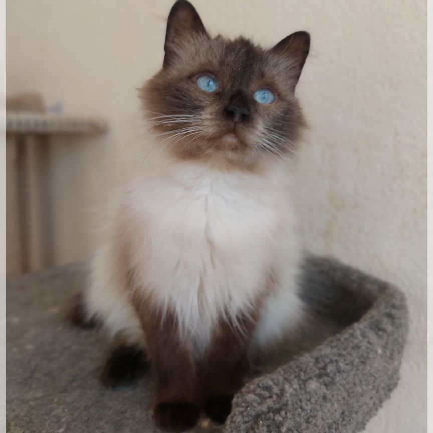 Кошечка Амели ищет любимых людей