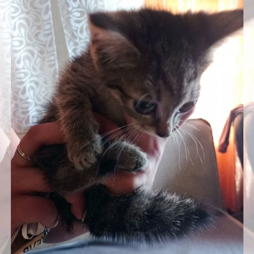 Котята в добрые руки бесплатно