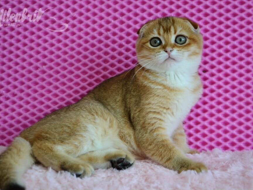 Вислоухий золотой мальчишка