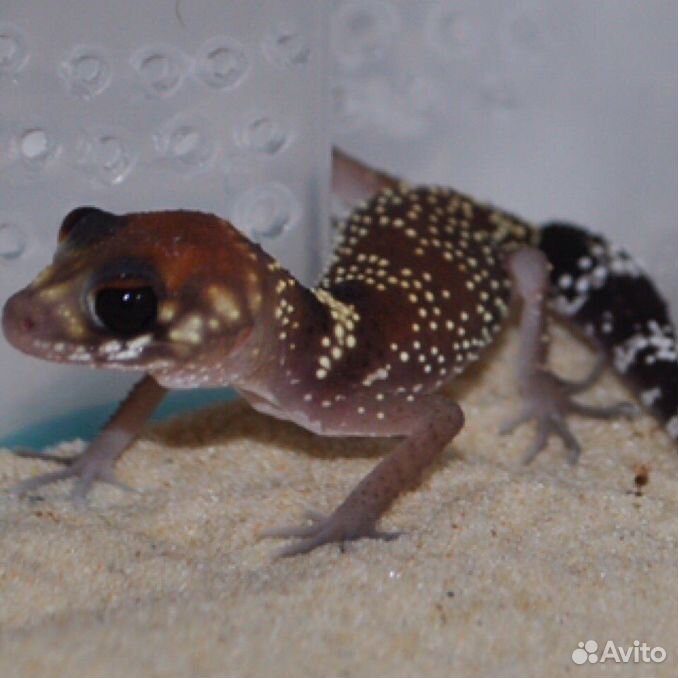 Австр. геккон (Underwoodisaurus milii)