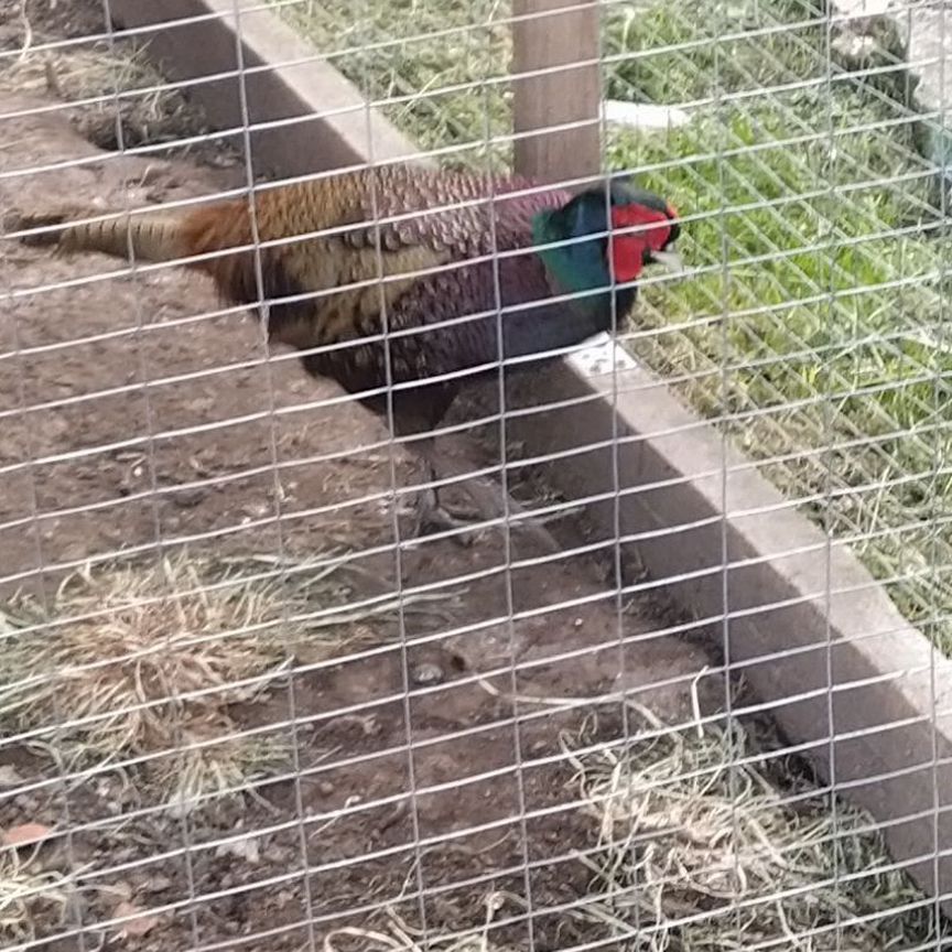 Семейка фазанов