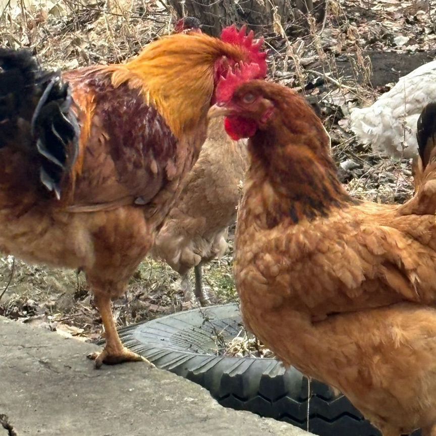 Молодые петухи