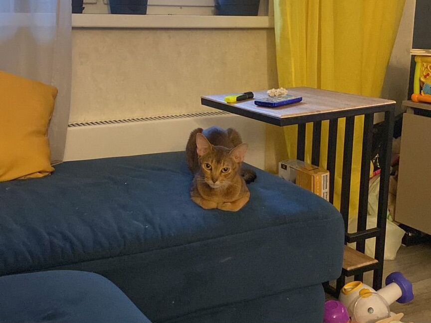 Потерялась кошка, вознаграждение