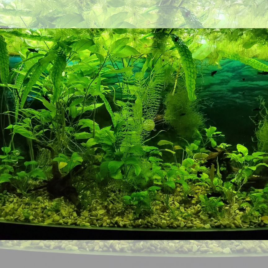 Растения в аквариум