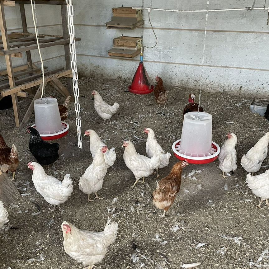 Молодые Курицы (несушки)