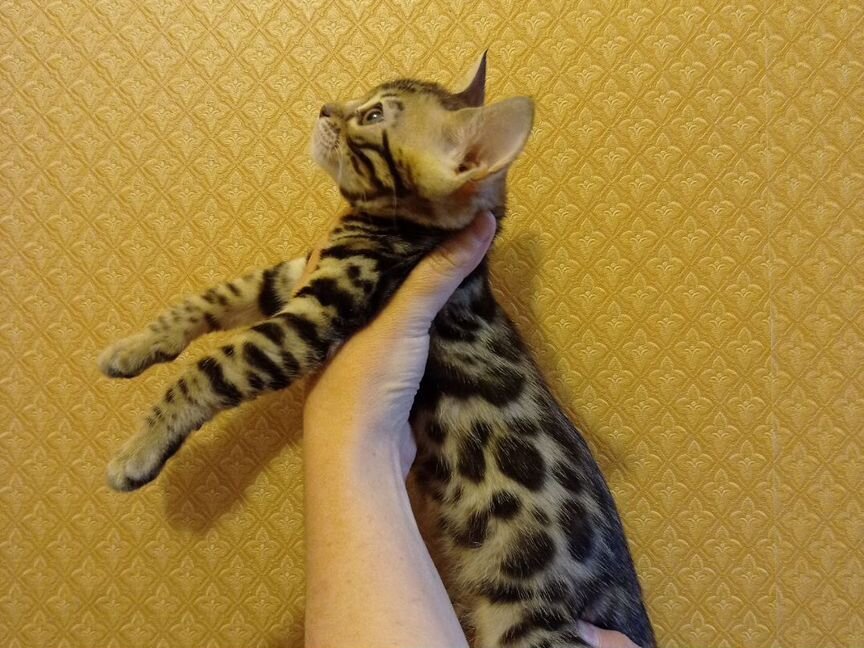Бенгальские котята. Девочка 2 месяца