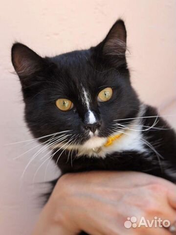 Ласковый котик Бантик в добрые ручки (кастрирован)